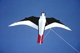More on Bird Kites